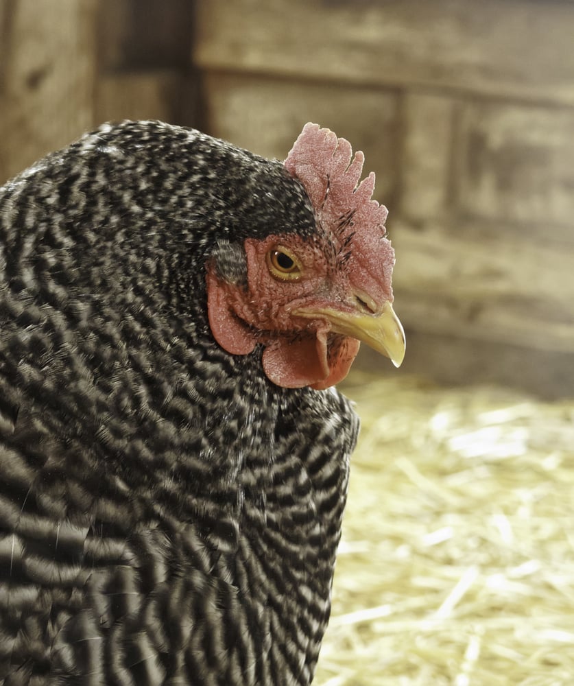 Equine, Small Ruminant, and Other Livestock